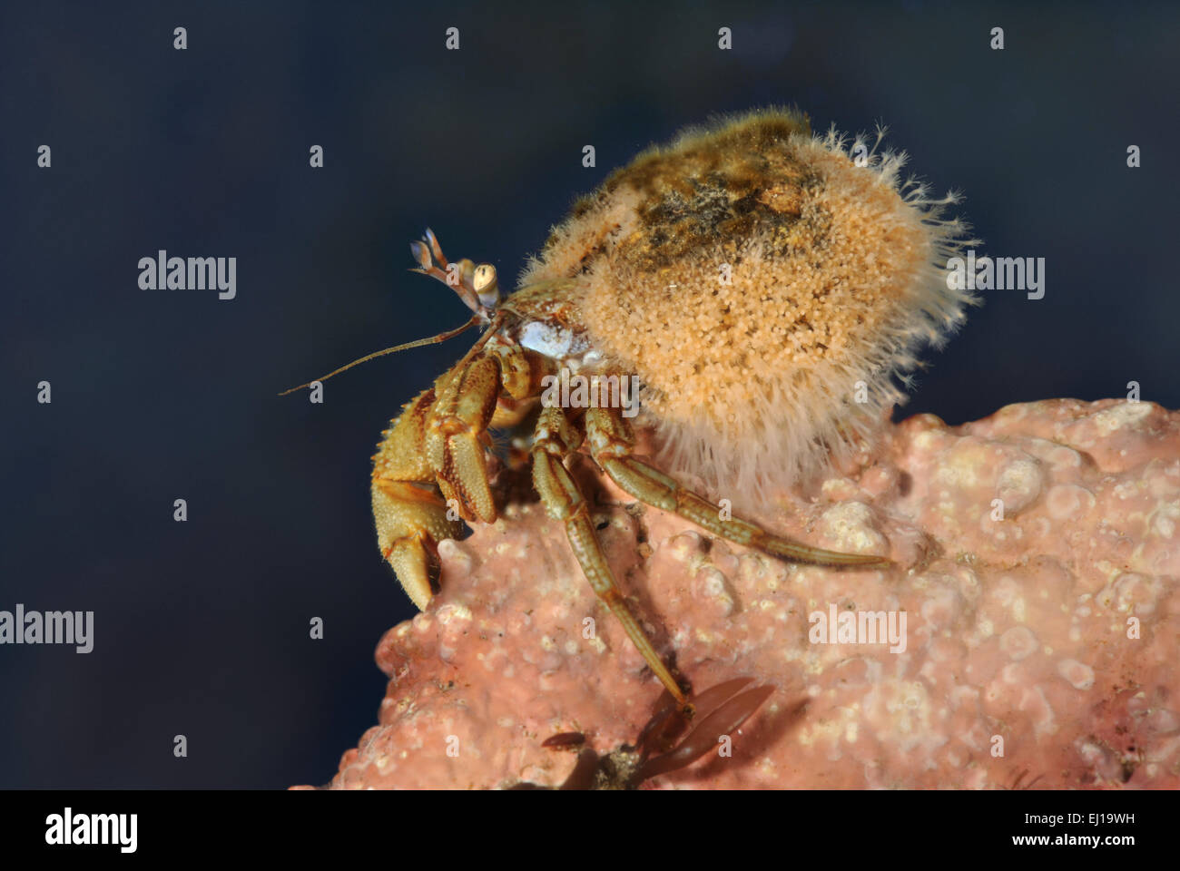 Hydractinia High Resolution Stock Photography and Images - Alamy