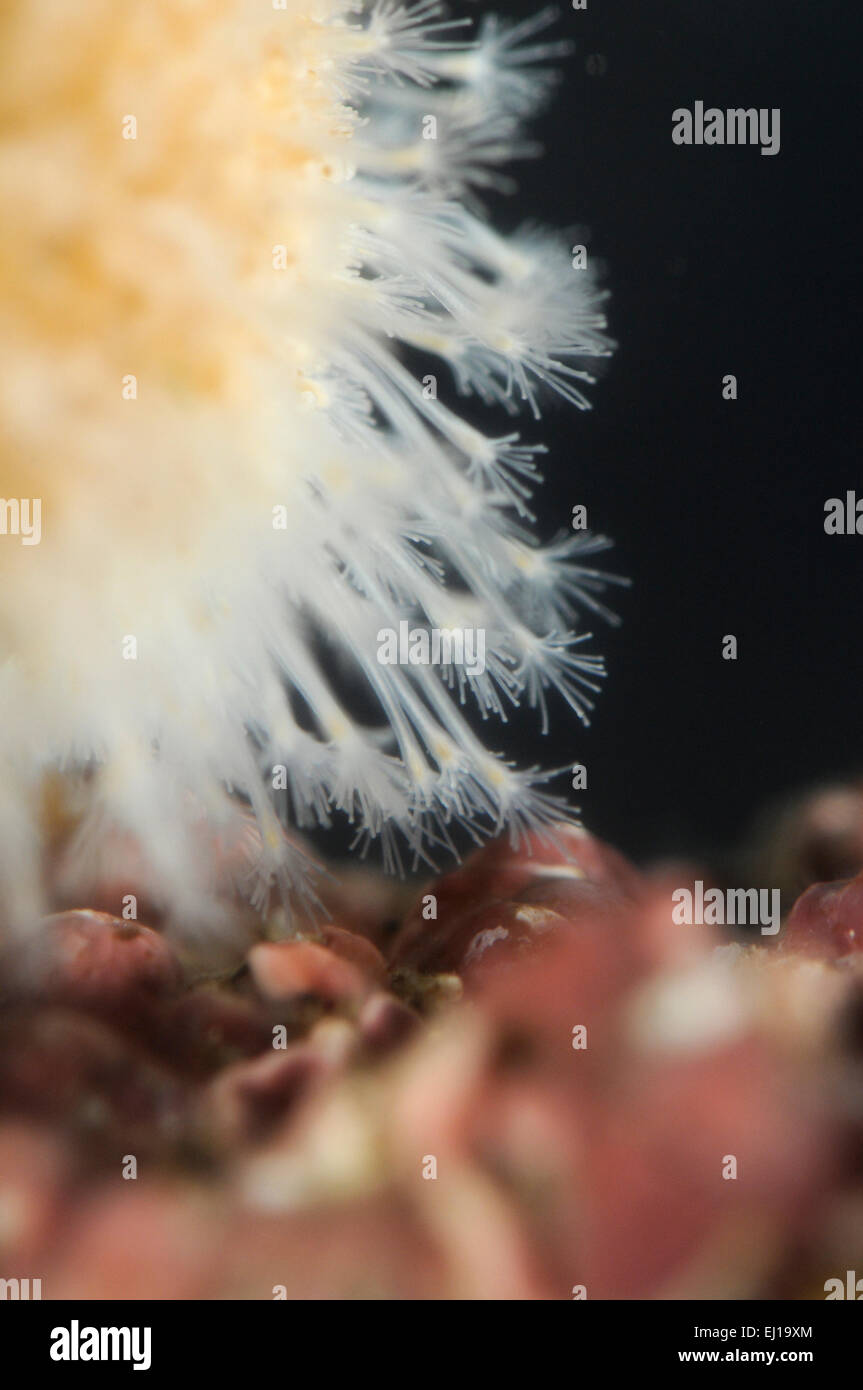 Hydractinia hi-res stock photography and images - Alamy