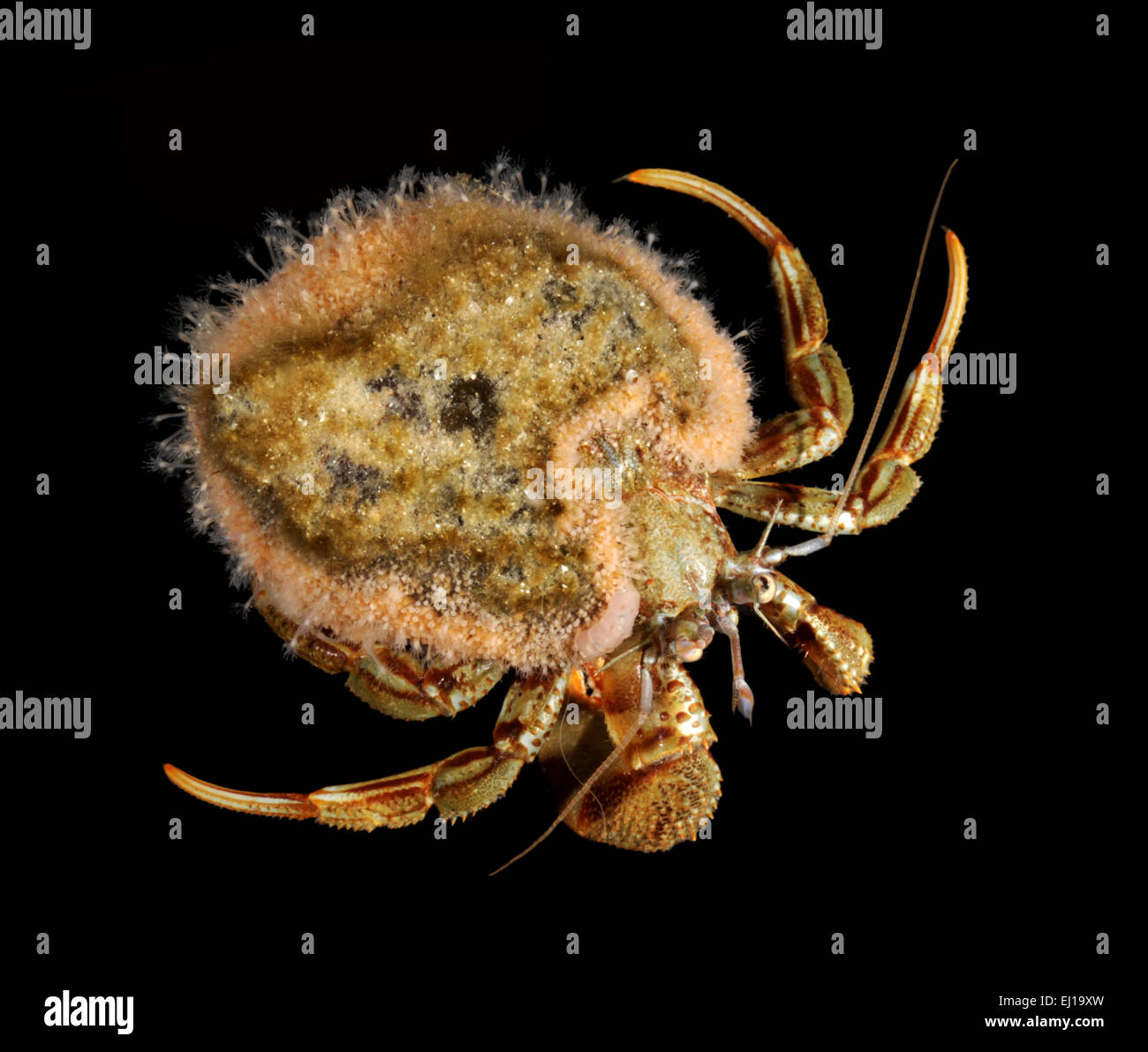 Hydractinia High Resolution Stock Photography and Images - Alamy