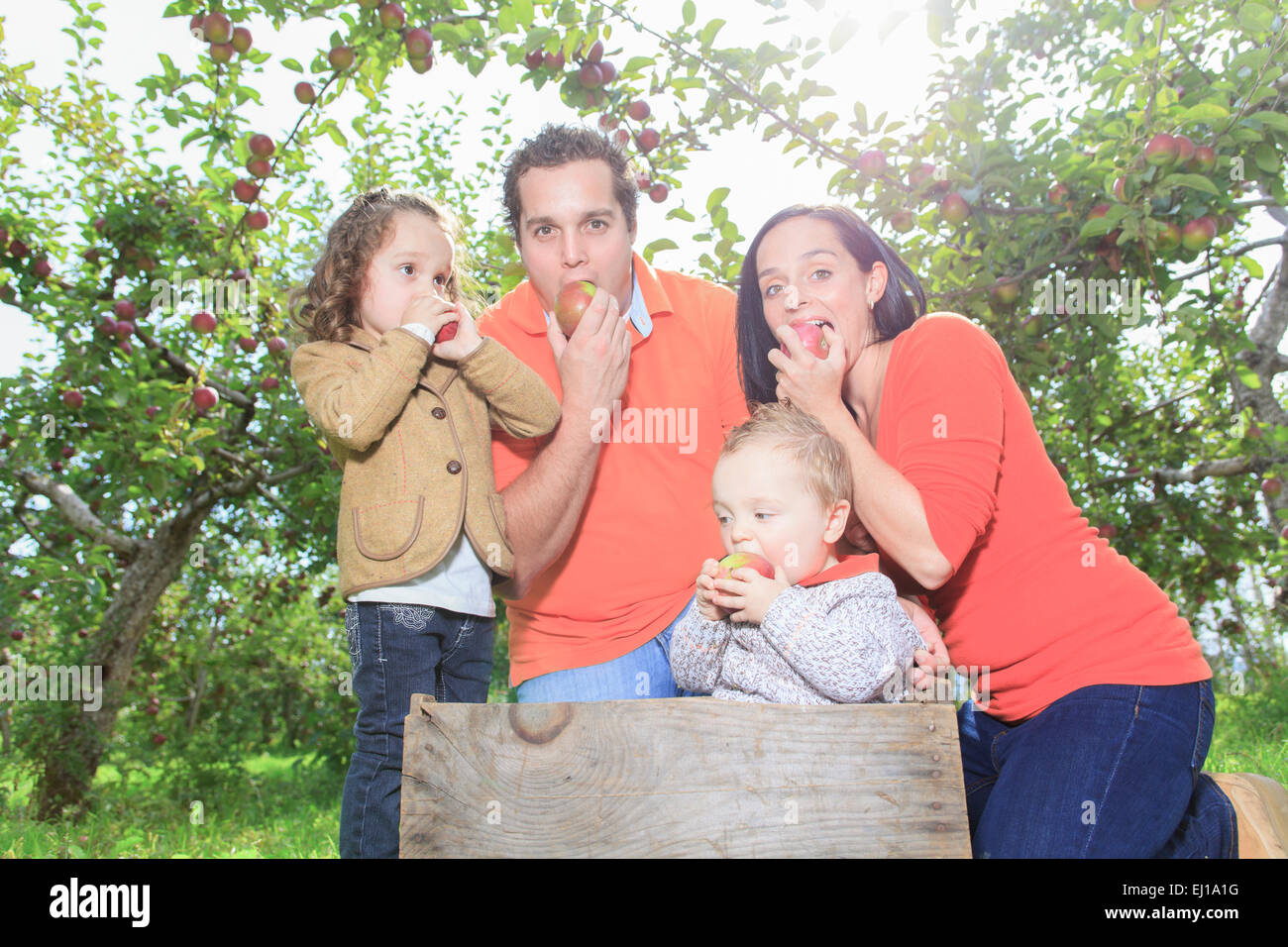 A happy family of four attractive caucasian catch apple on a fie Stock ...