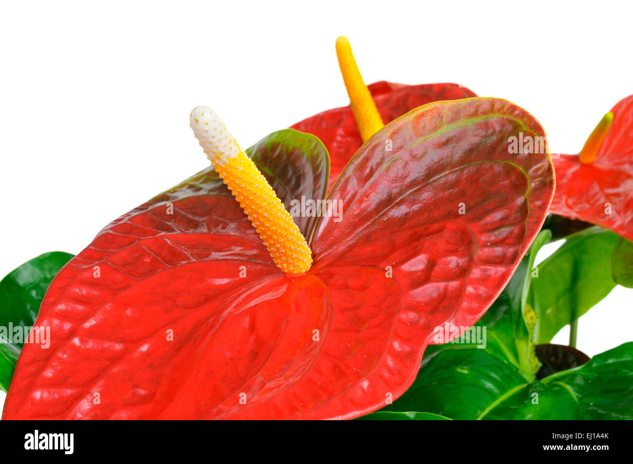 Flamingo lily hi-res stock photography and images - Alamy
