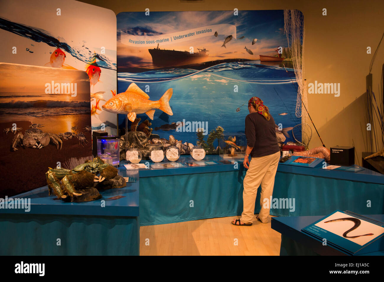 Marine life exhibit hi-res stock photography and images - Alamy