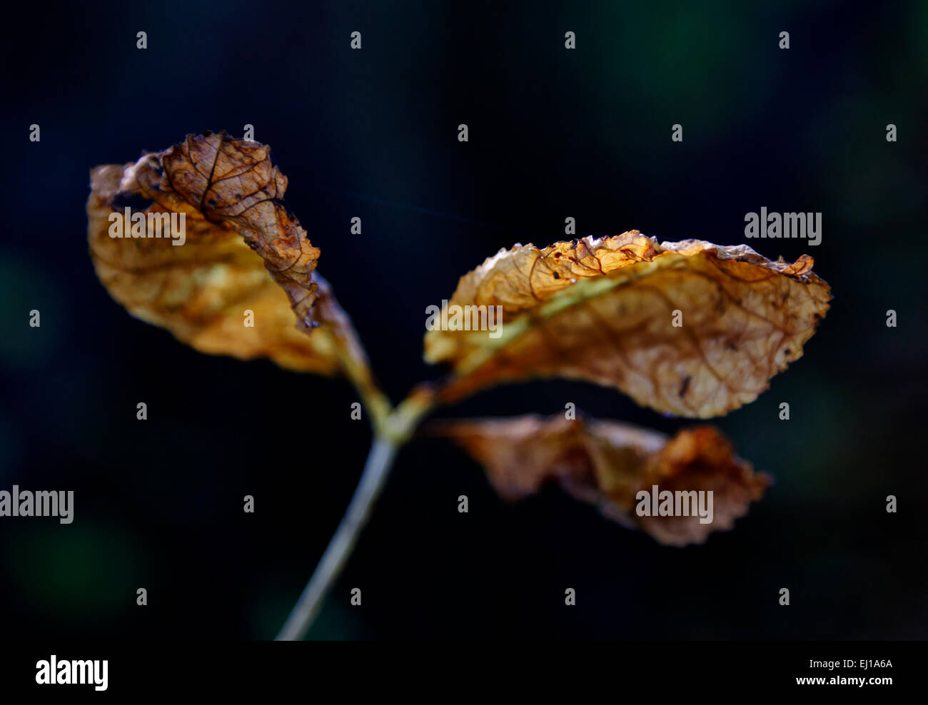 dead brown autumn leaf in sunlight Stock Photo - Alamy
