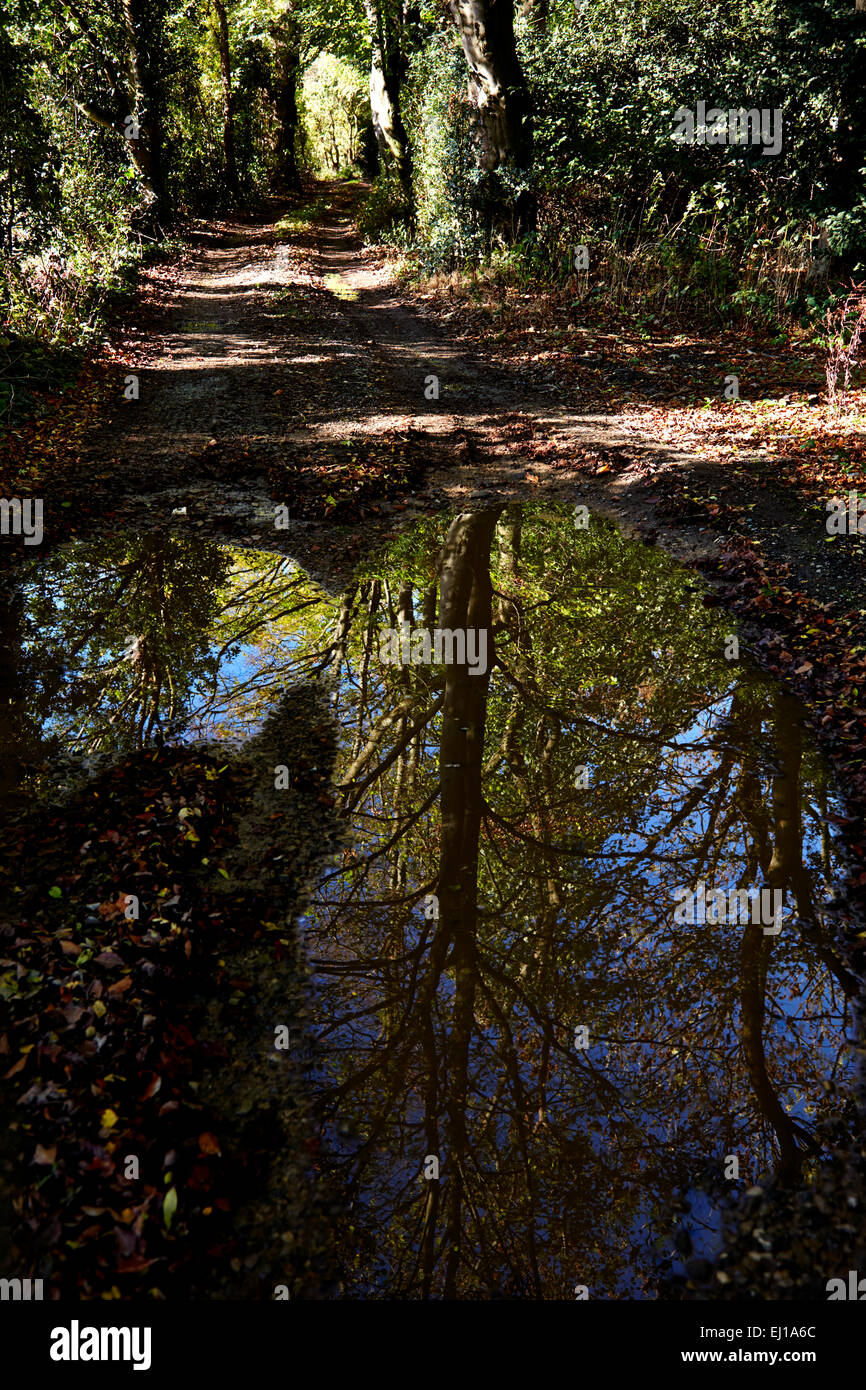 big puddle in woods reflecting trees Stock Photo - Alamy