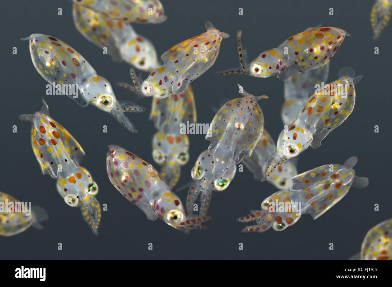 Young Common Squid - Loligo vulgaris Stock Photo - Alamy