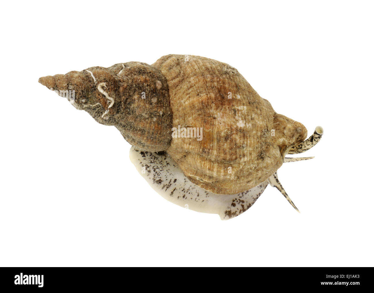 Common Whelk - Buccinum undatum Stock Photo - Alamy