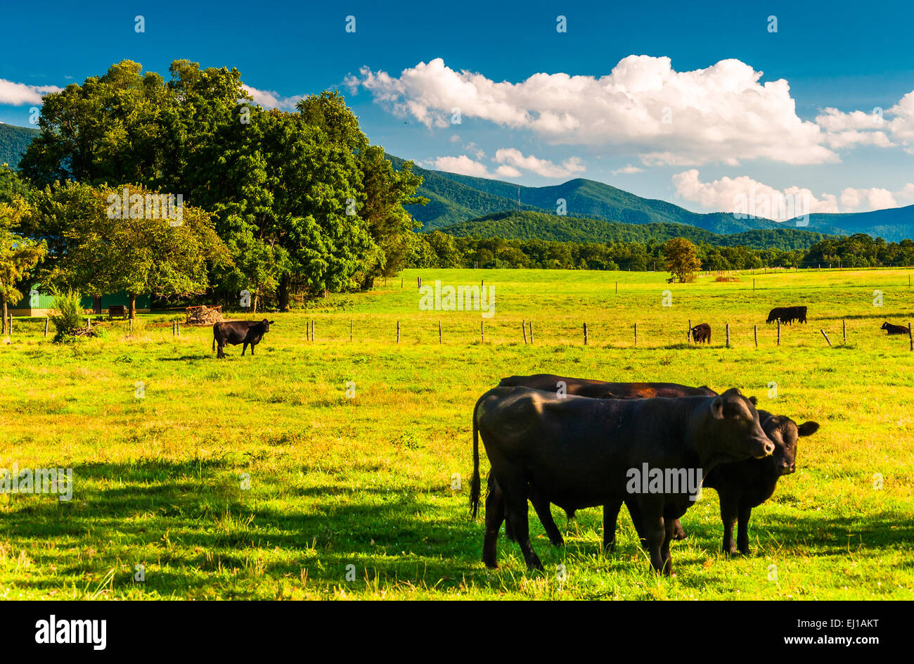 Cattle in a pasture and view of the Blue Ridge Mountains, in the ...