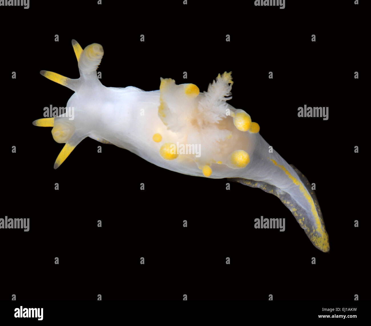 Gibbosa hi-res stock photography and images - Alamy