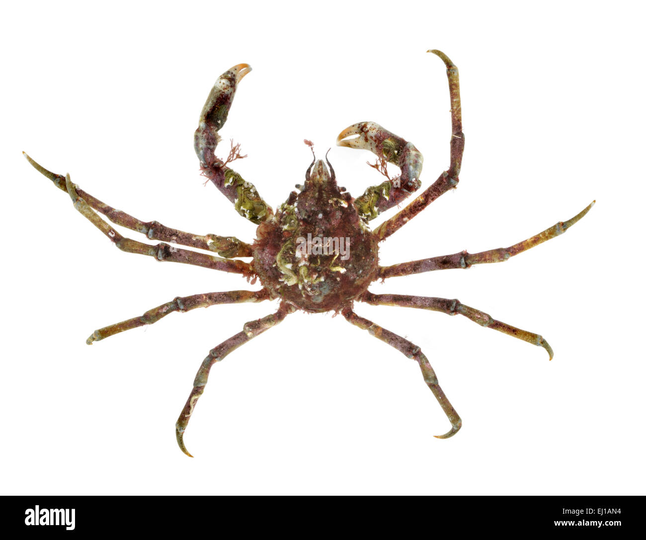 Great Spider Crab - Hyas arenarius Stock Photo - Alamy