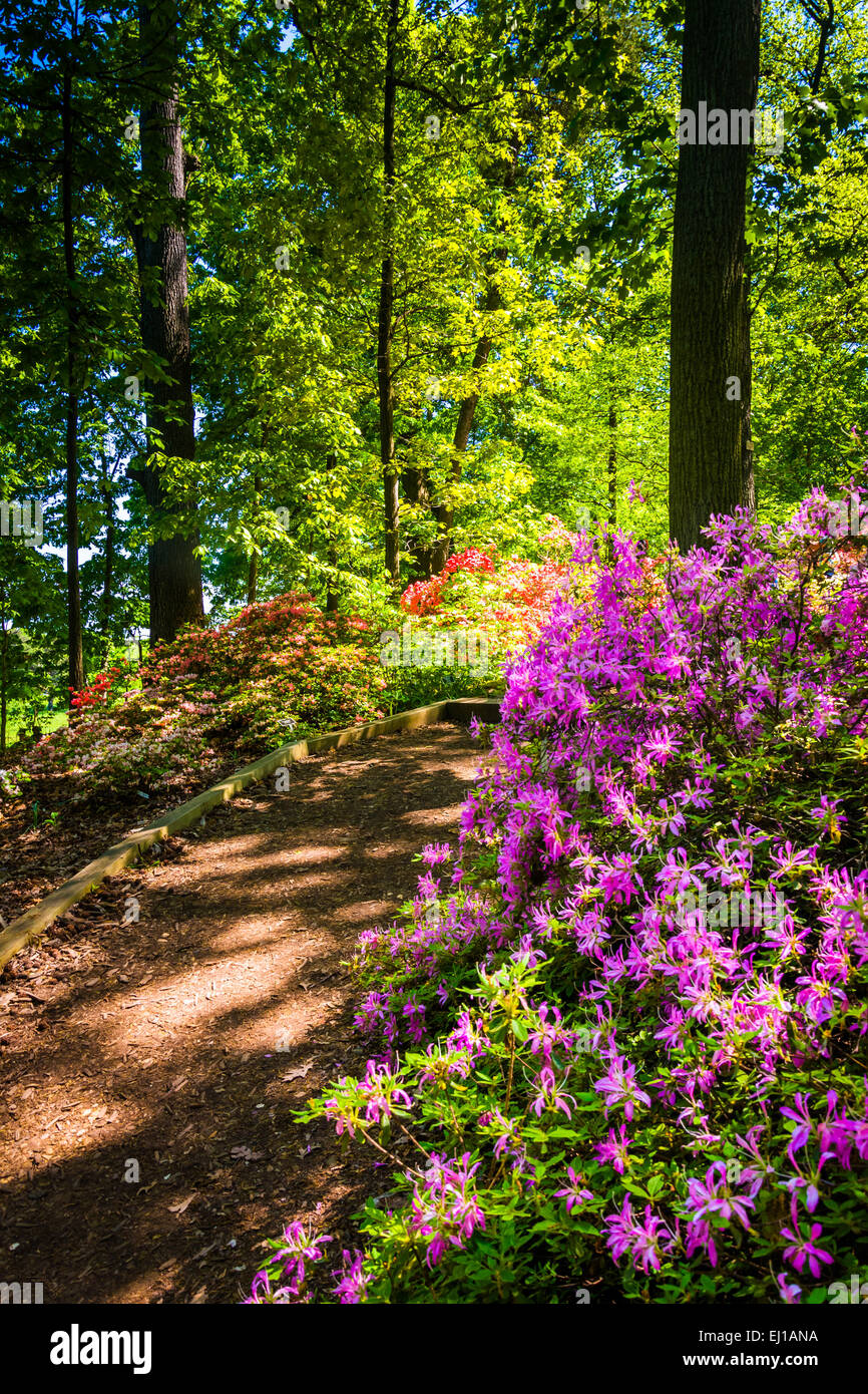 Colorful bushes in a woodland garden at the National Arboretum, in ...