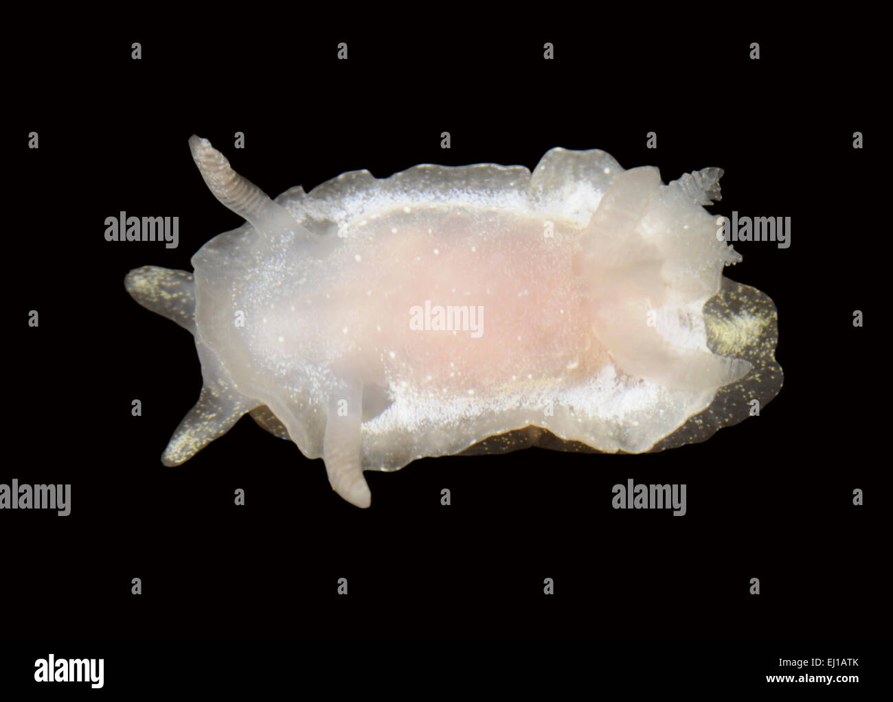 Nodosa hi-res stock photography and images - Alamy