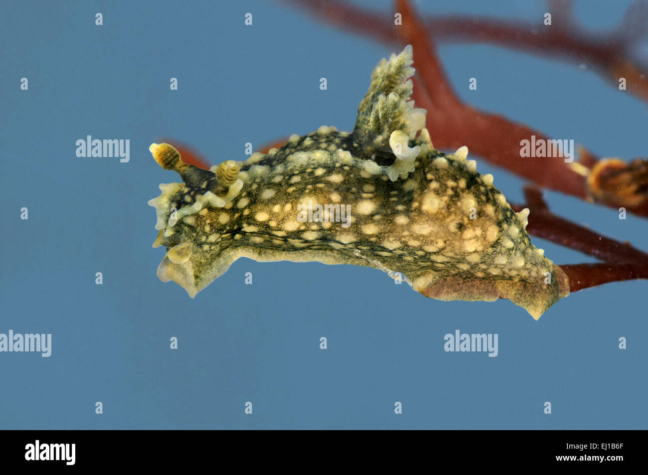 Nothus hi-res stock photography and images - Alamy