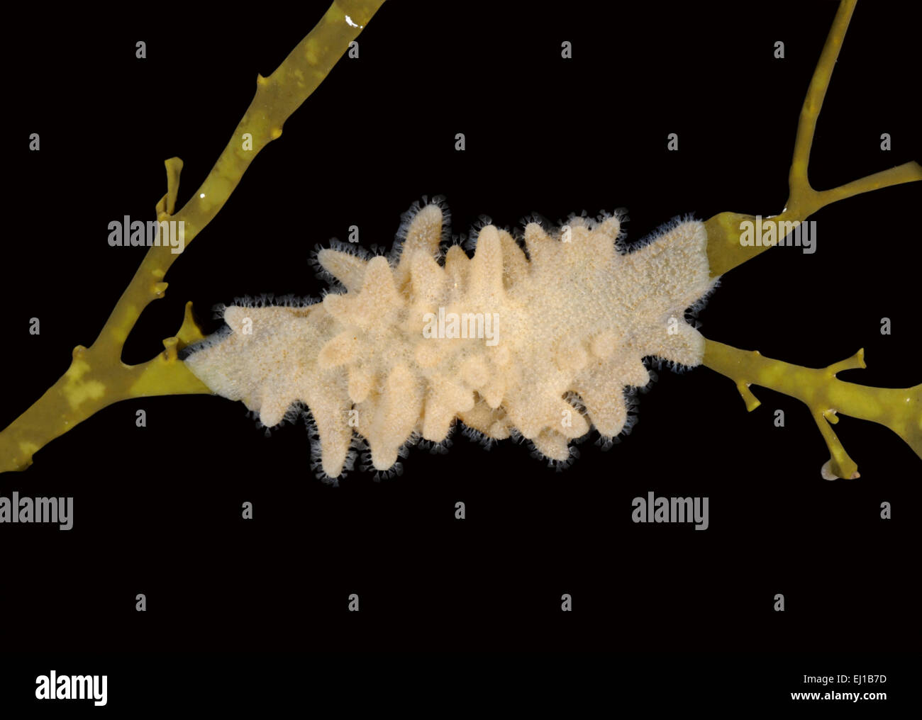 Alcyonidium hirsutum hi-res stock photography and images - Alamy
