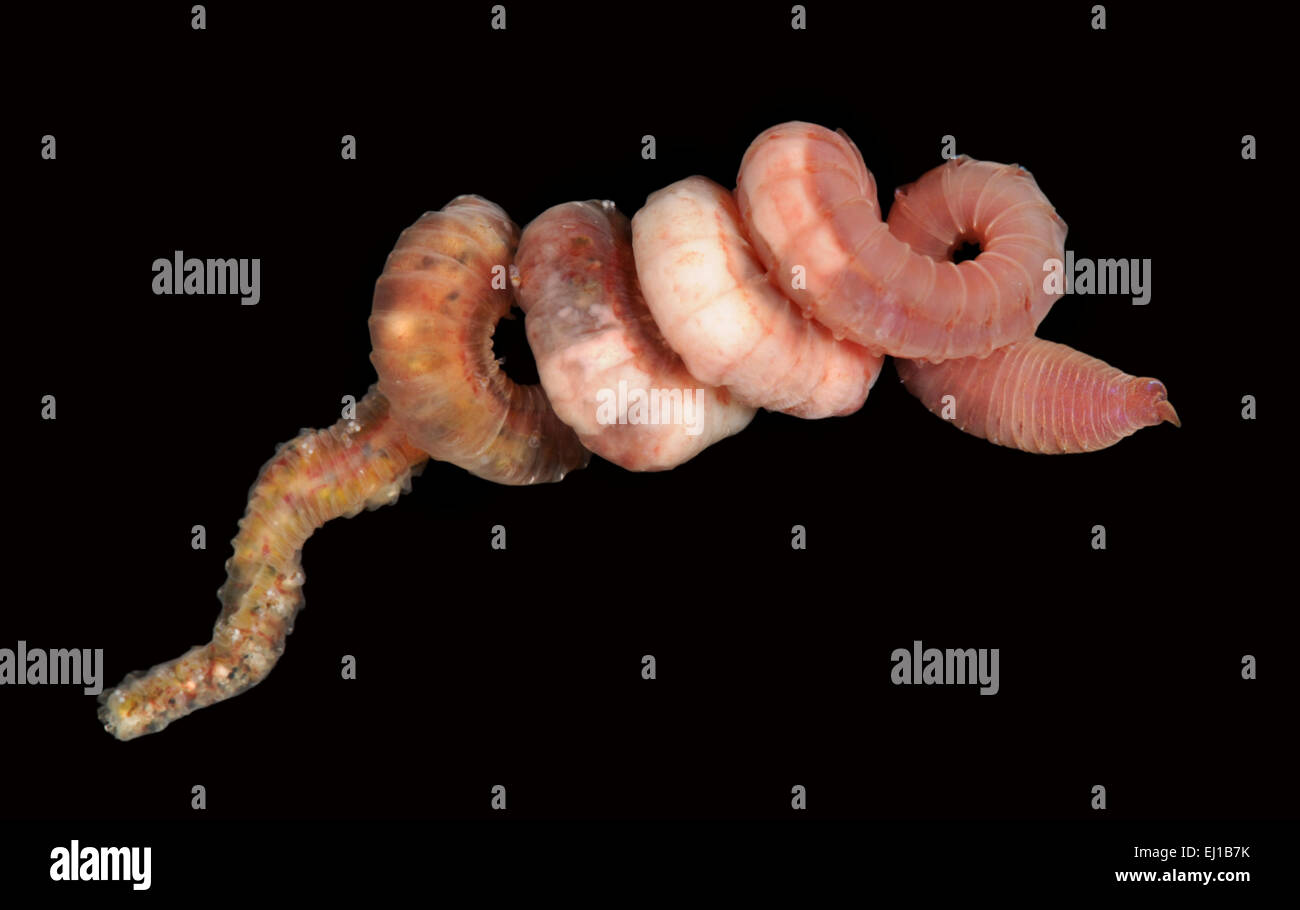 Annelid worm hi-res stock photography and images - Alamy