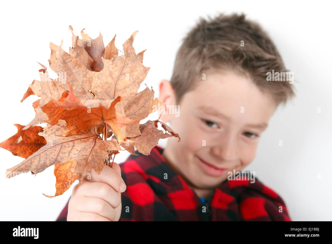 A autumn kid leaf Stock Photo - Alamy