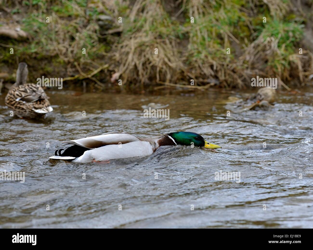 Fighting Mallard Duck Stock Photo - Alamy
