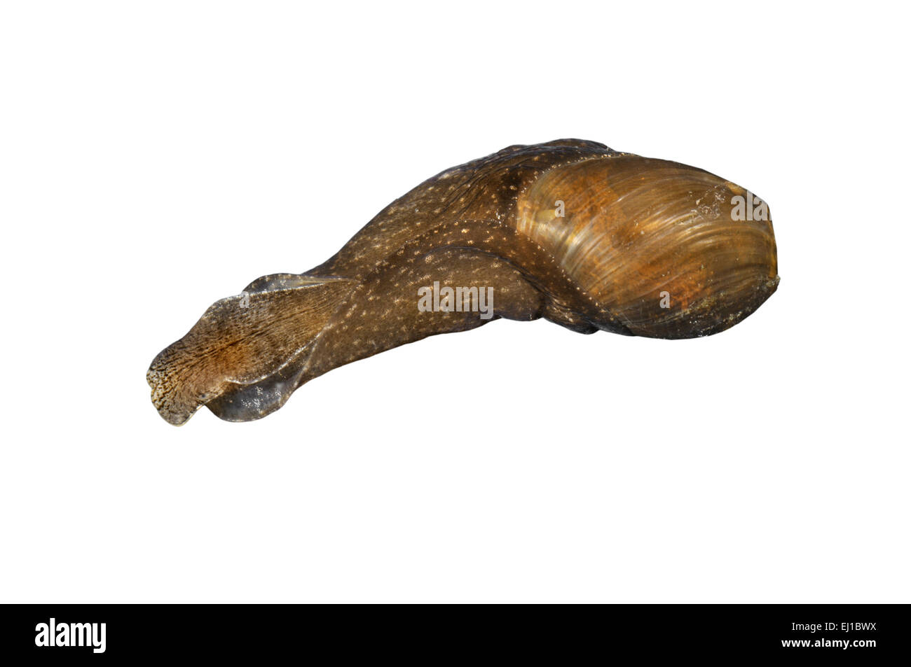 Slug eggs hi-res stock photography and images - Alamy