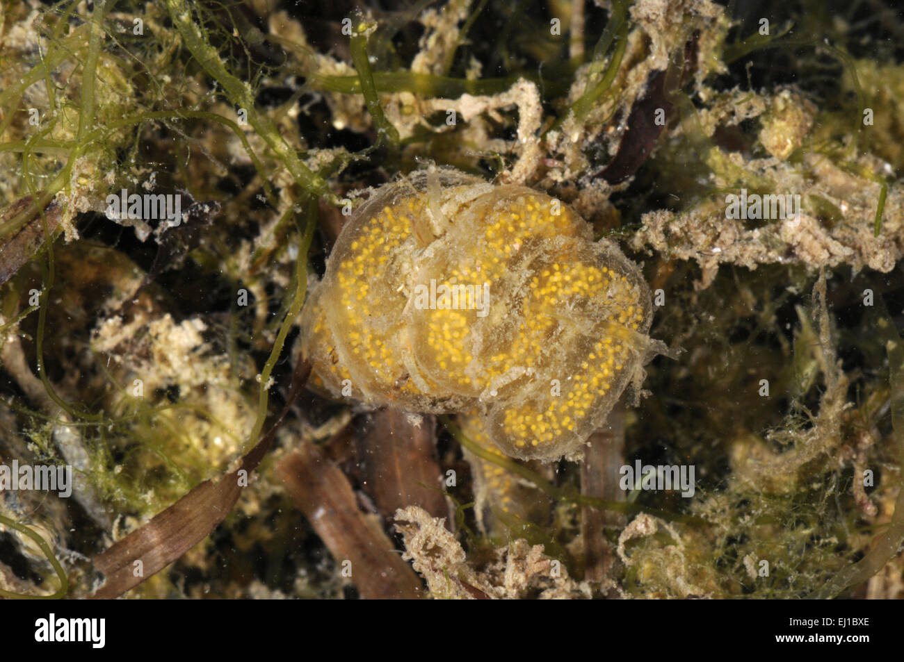 Spawn hi-res stock photography and images - Alamy