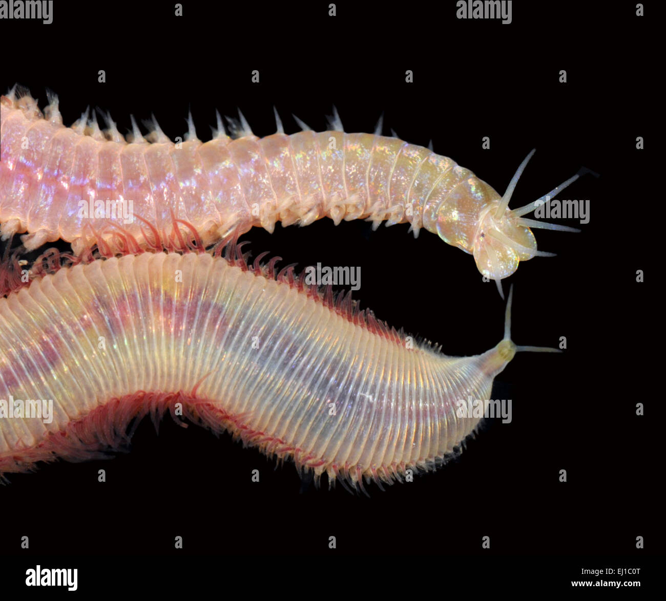 Sanguinea hi-res stock photography and images - Alamy