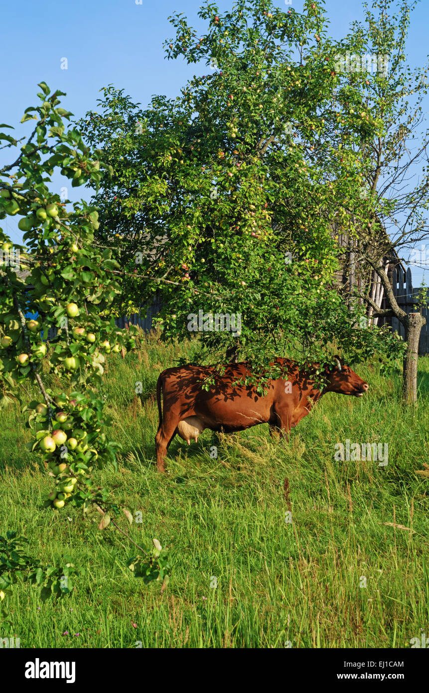 Rural landscape. Village garden. Cow and apple Stock Photo - Alamy