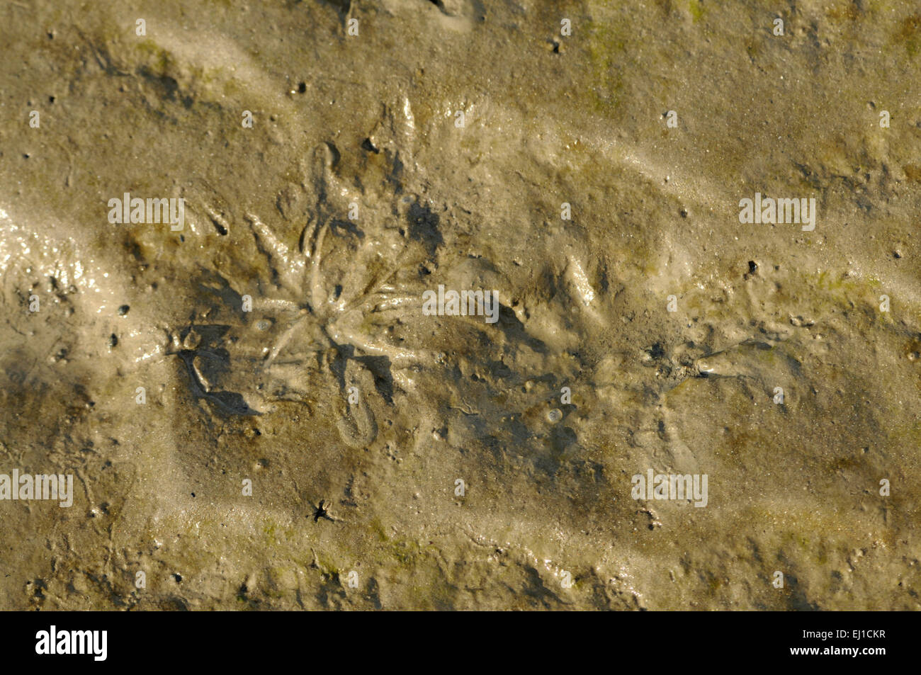 Peppery Furrow Shell trails - Scrobicularia plana Stock Photo - Alamy