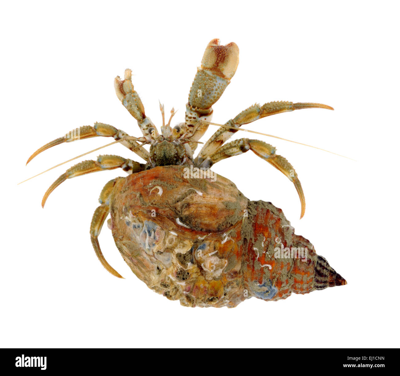 Common Hermit Crab - Pagurus bernhardus Stock Photo - Alamy