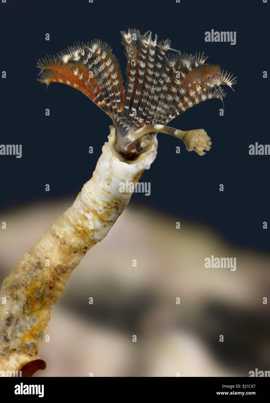 Tube worms hi-res stock photography and images - Alamy