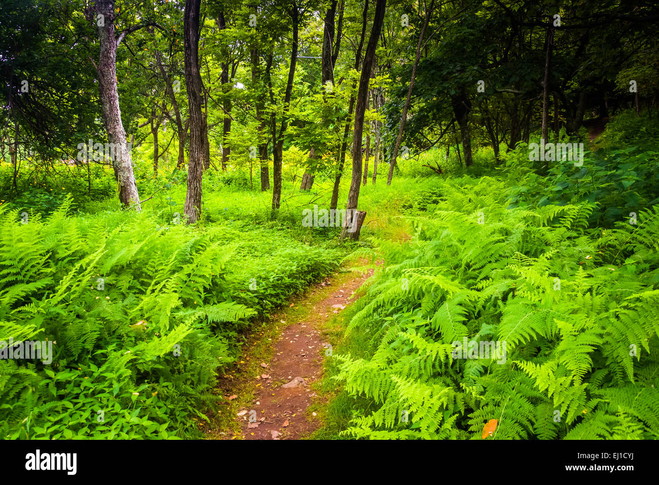 Ferns along a narrow trail through a forest at Shenandoah National Park ...