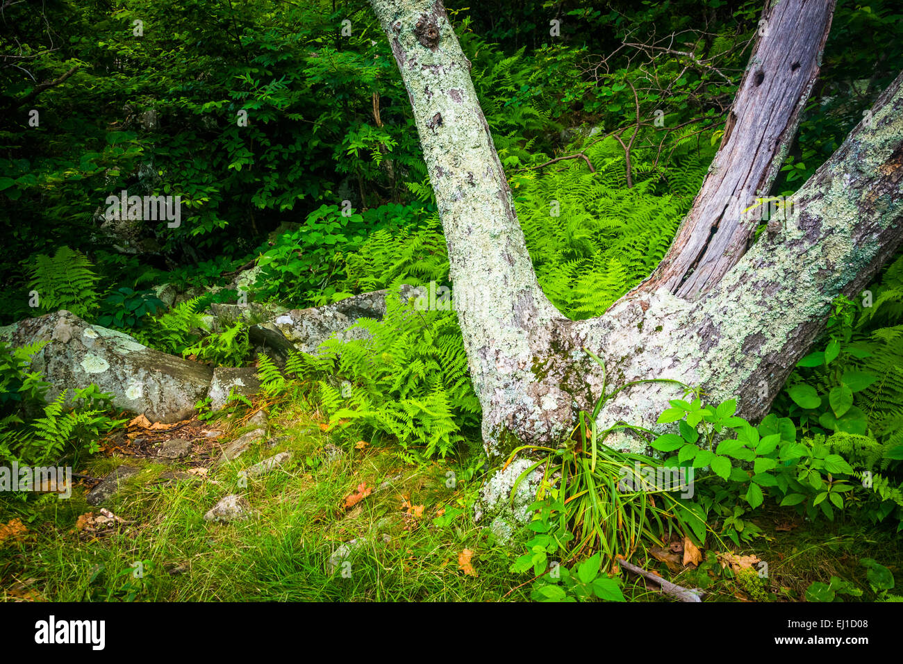 Ferns and trees along the Appalachian Trail in Shenandoah National Park ...