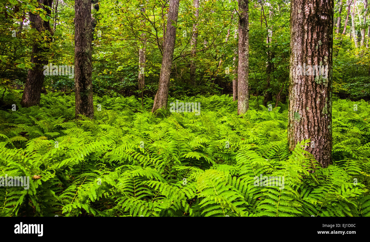 Ferns and trees in a forest, Shenandoah National Park, Virginia Stock ...