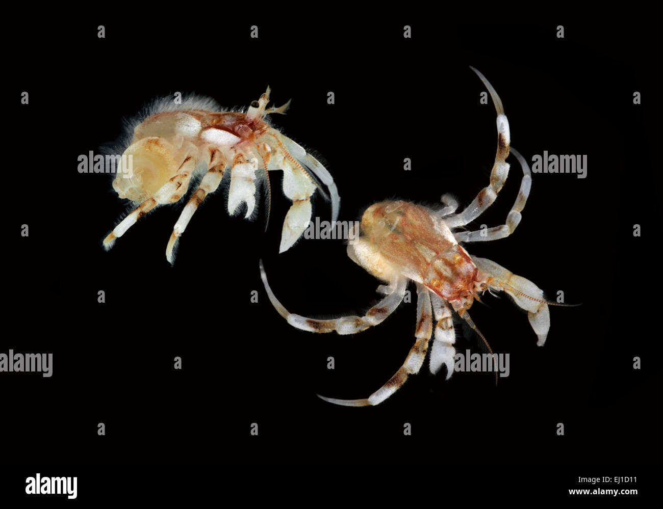 Diogenes crab hi-res stock photography and images - Alamy