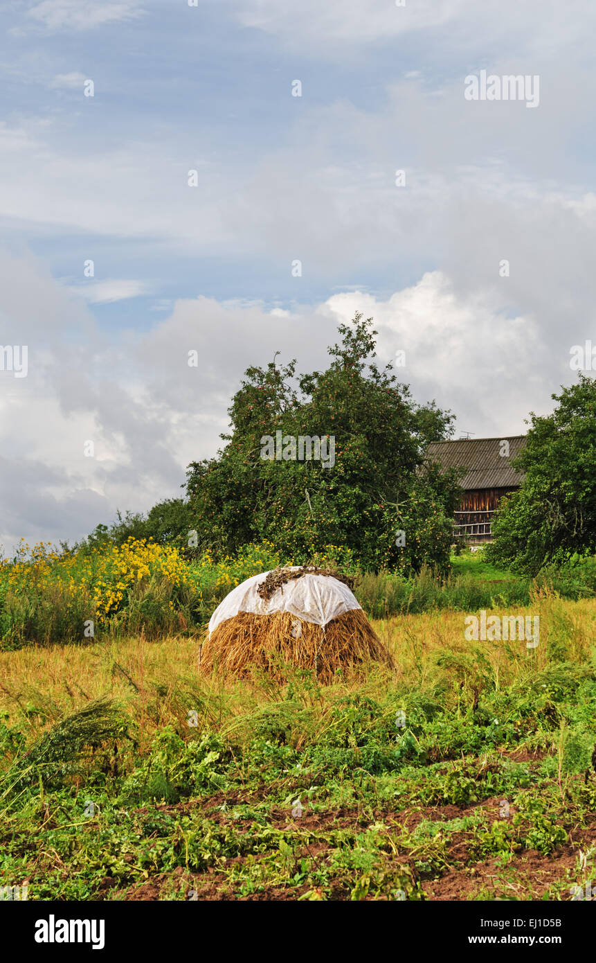 Rural landscape. Village small field with haystack and garden Stock ...