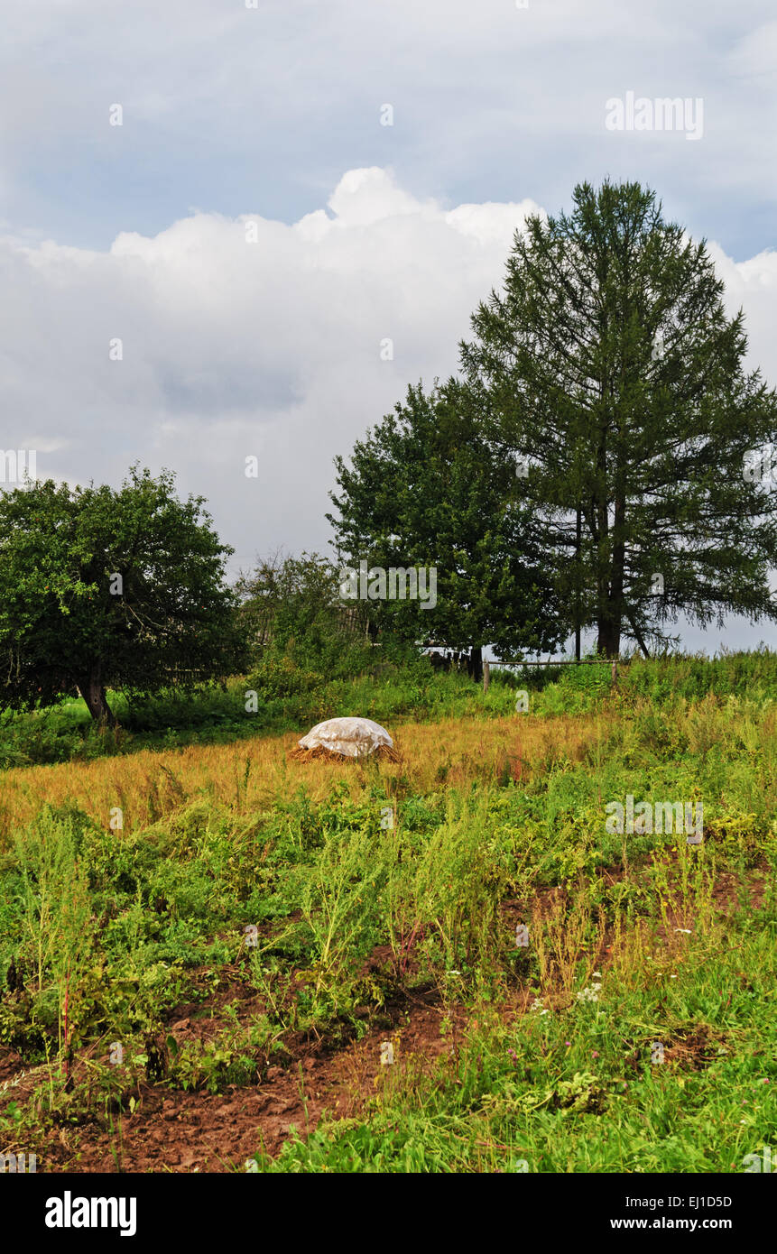 Rural landscape. Village small field with haystack and garden Stock ...
