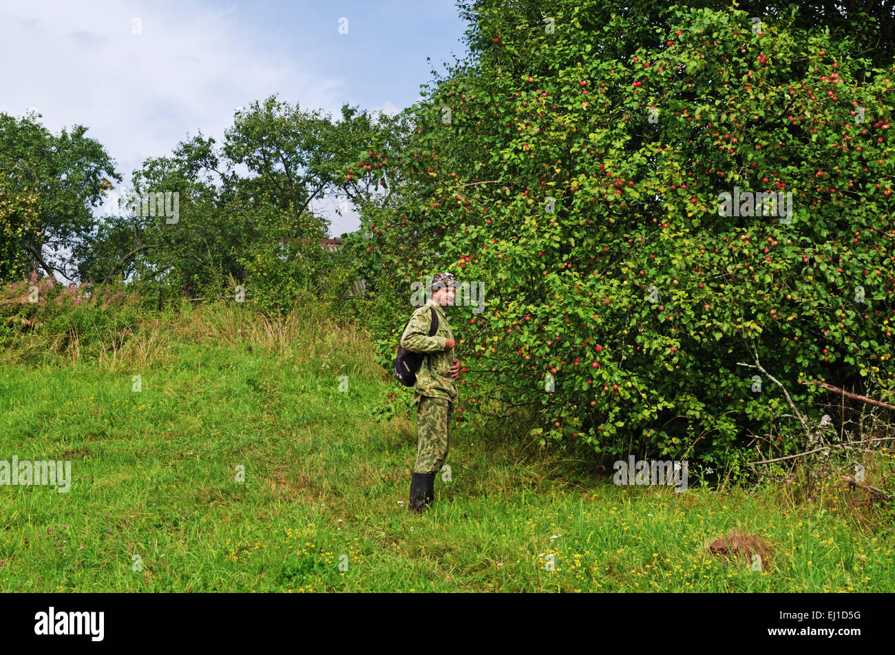 Rural landscape. Village garden with apple-tree Stock Photo - Alamy