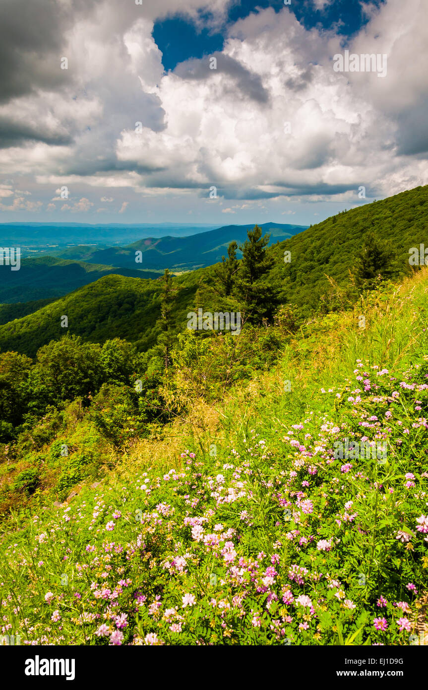 Flowers from mountains hi-res stock photography and images - Alamy