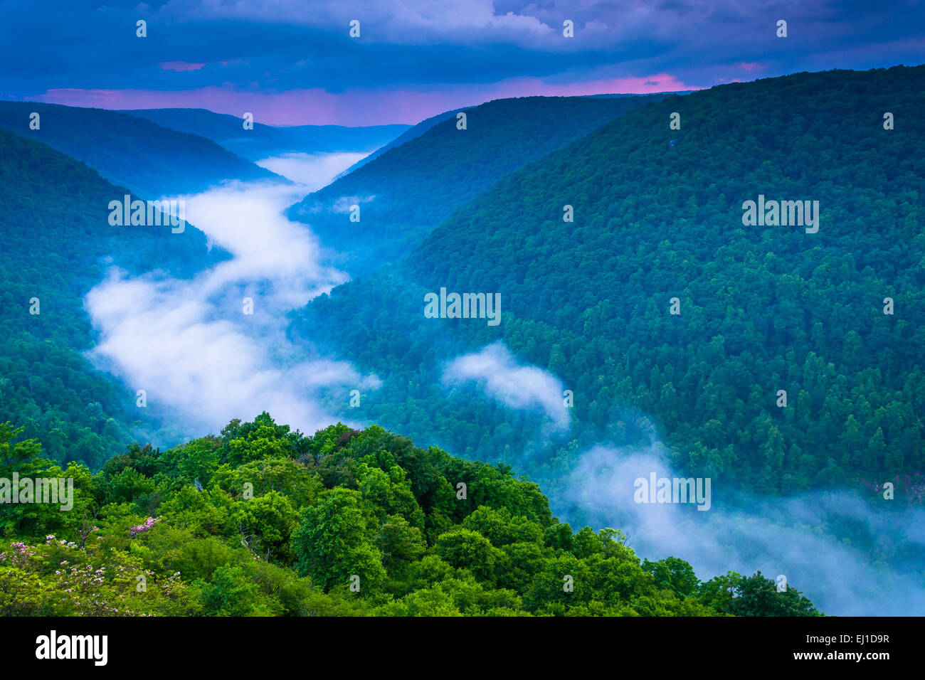 Fog in the Blackwater Canyon at sunset, seen from Lindy Point ...