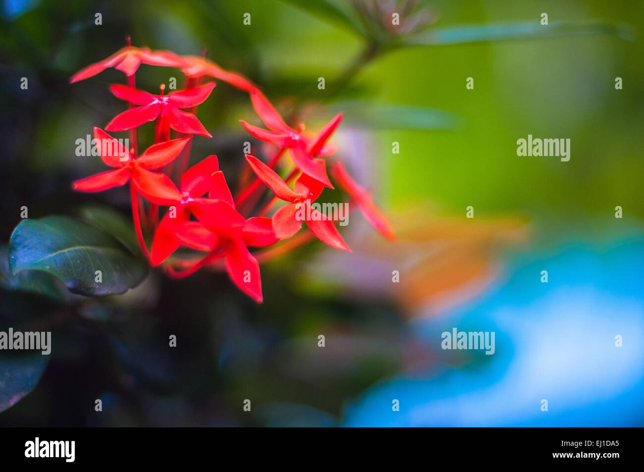Red needle flower hi-res stock photography and images - Alamy
