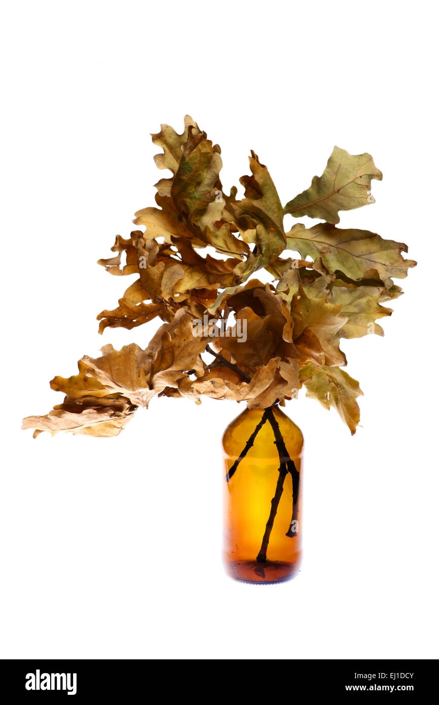 Acorn orange Cut Out Stock Images & Pictures - Alamy