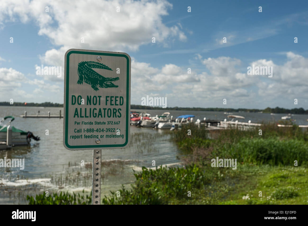 A do not feed the Alligators sign posted at waters edge on Lake Dora ...