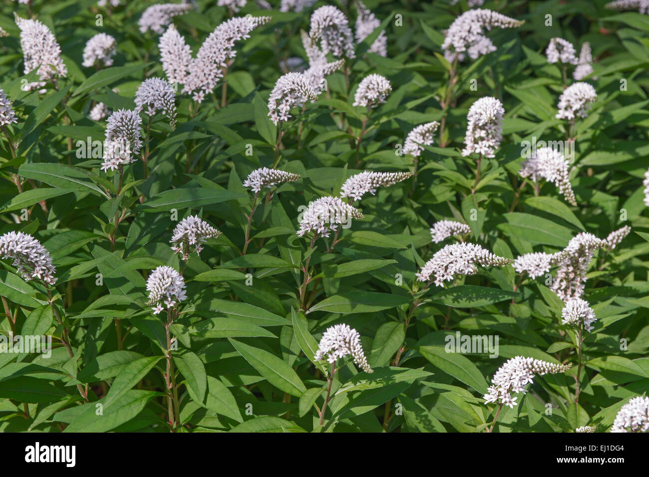 Gooseneck Loosestrife Invasive