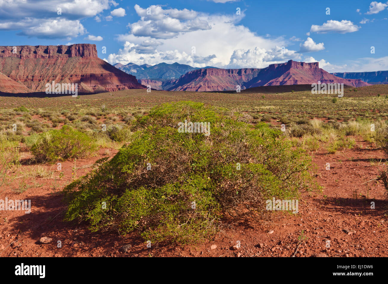 Landscape with bushes and buttes, near Fisher canyon and Arches ...