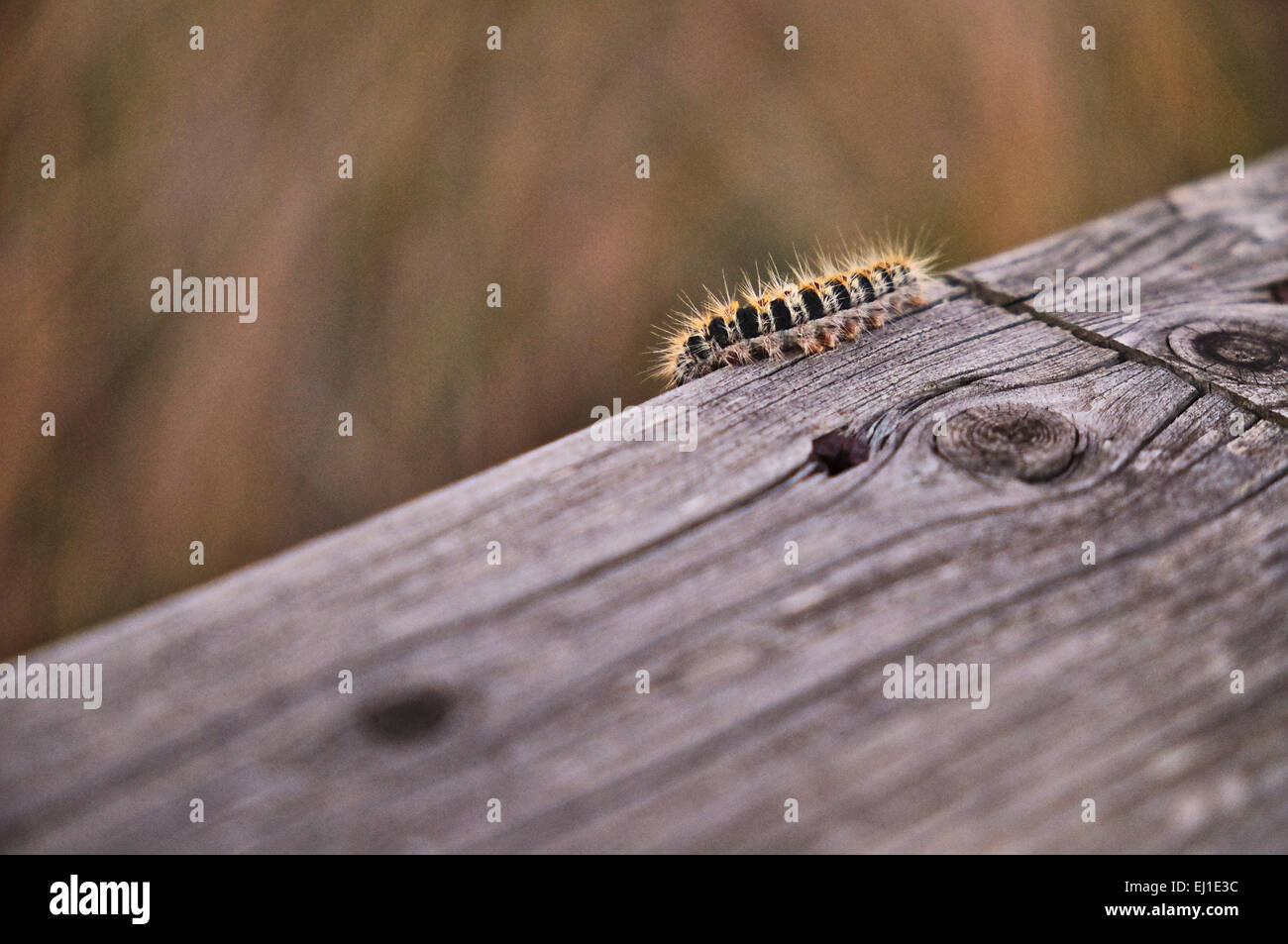 Pine processionary caterpillar hi-res stock photography and images - Alamy