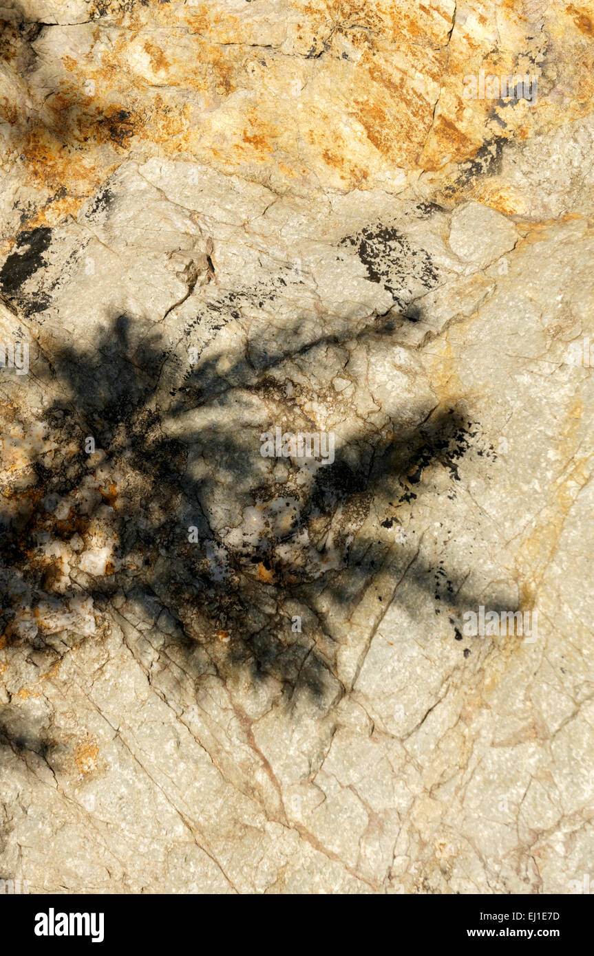 Tree branch shadows hi-res stock photography and images - Alamy