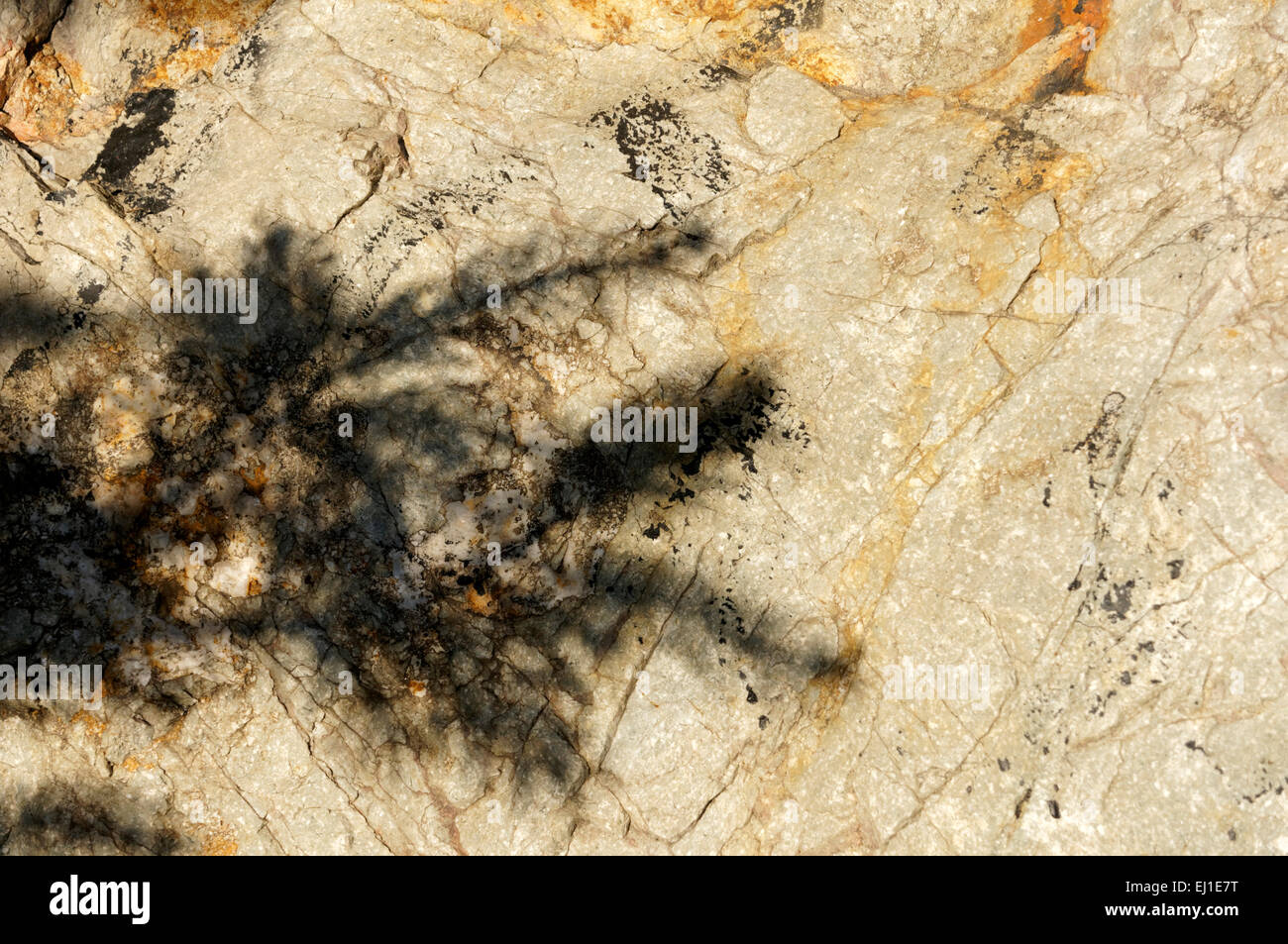 Tree cast shadow hi-res stock photography and images - Alamy