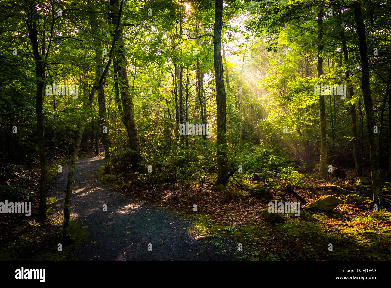 Light beams in the forest, seen on the Limberlost Trail in Shenandoah ...