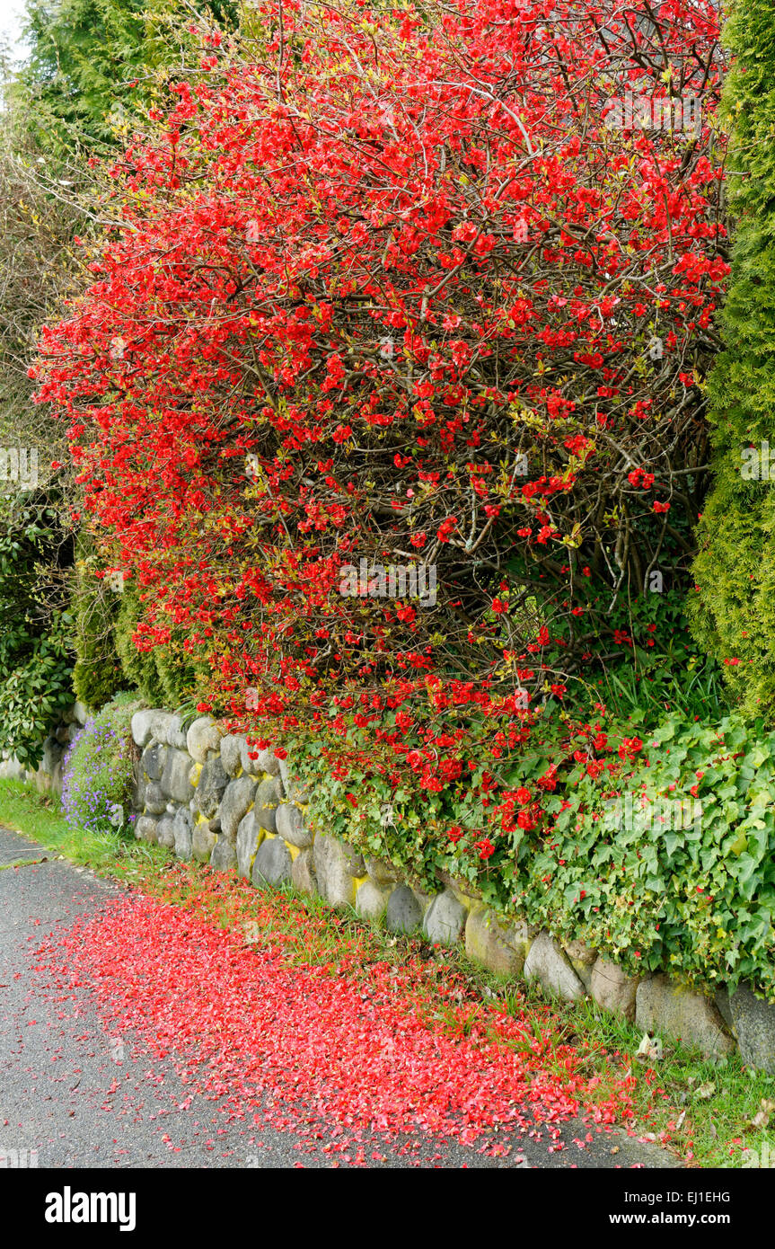 Red spring blossoms lying on the sidewalk Stock Photo - Alamy