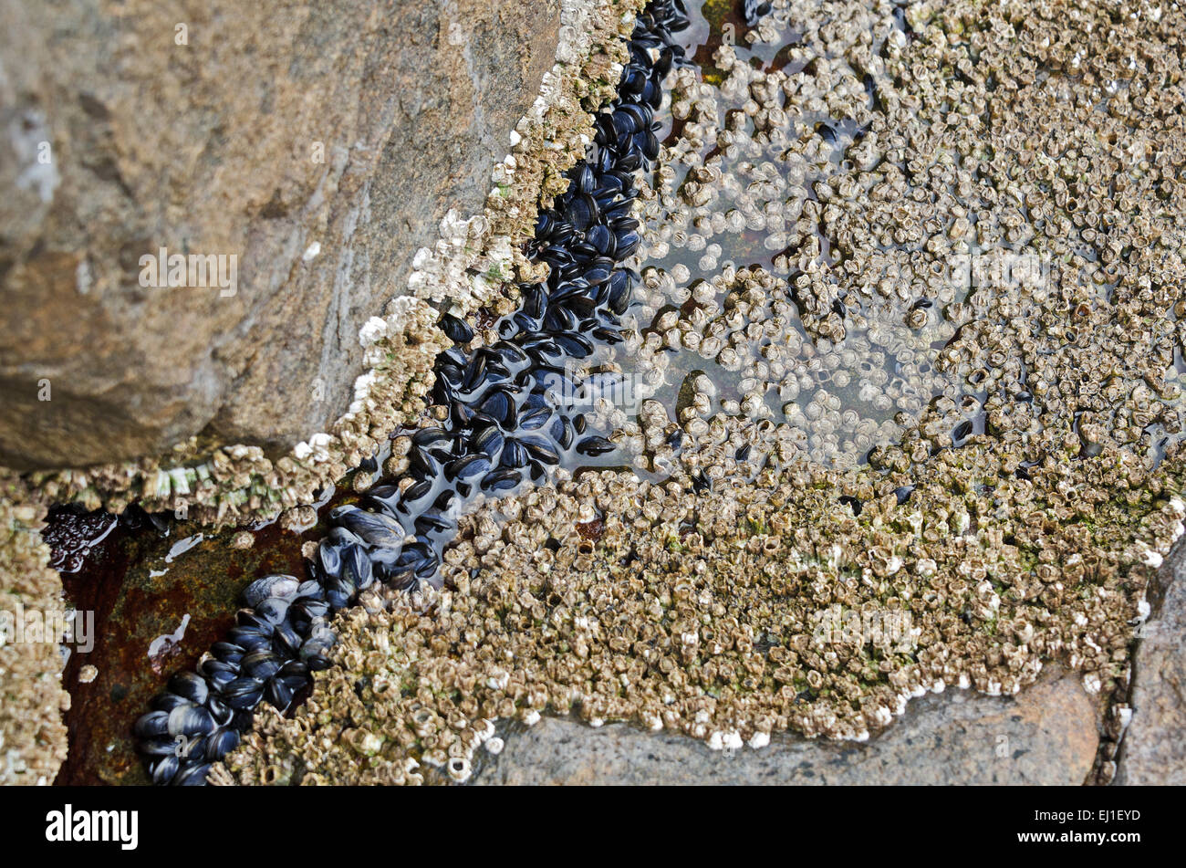 Baby mussels (Mytilus edulis) growing between masses of Northern Rock ...