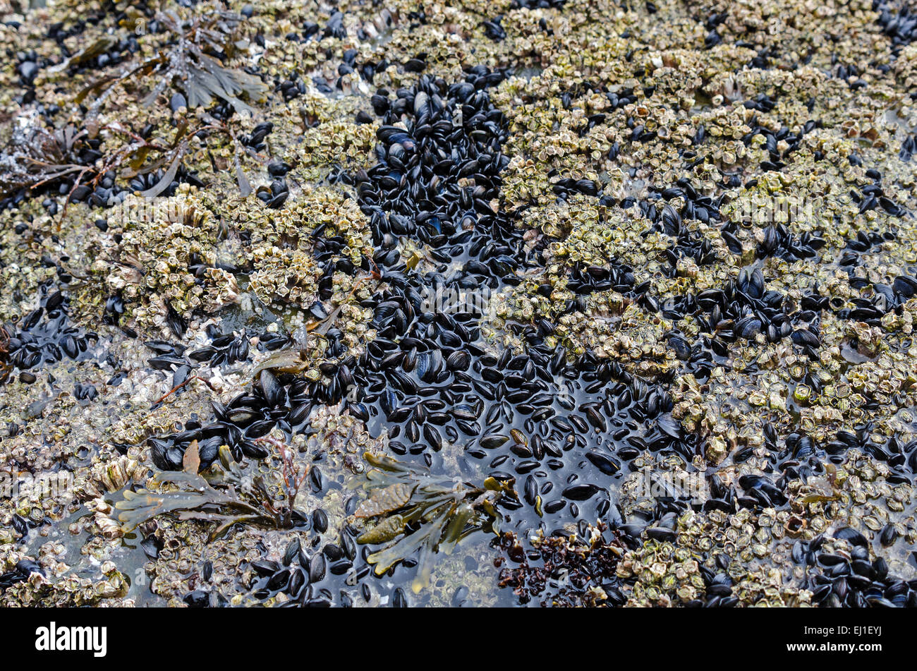 Baby mussels (Mytilus edulis) growing among Northern Rock Barnacles ...