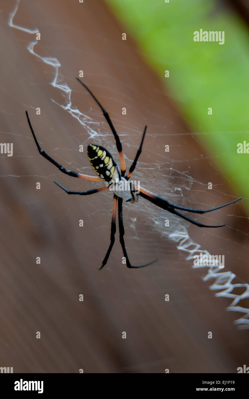 A large spider spins a delicate web on an outdoor patio Stock Photo - Alamy