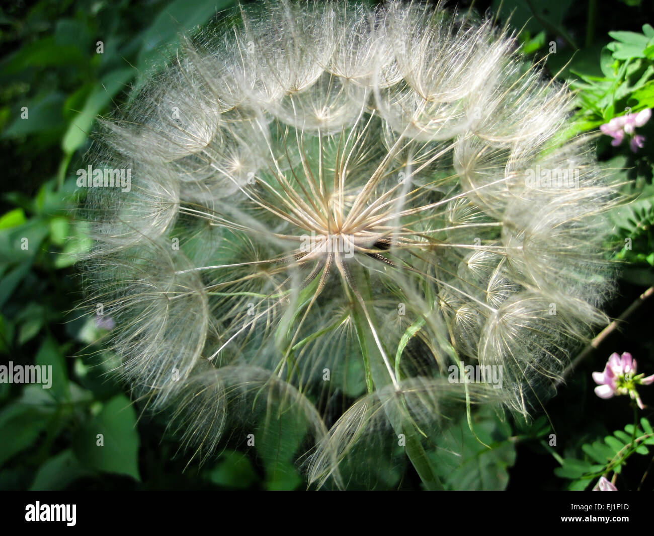Details of a large dandelion in a forest undergrowth Stock Photo - Alamy